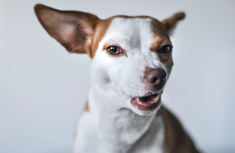 5 Things You Should Know About Reactive Dogs – Joyride Harness