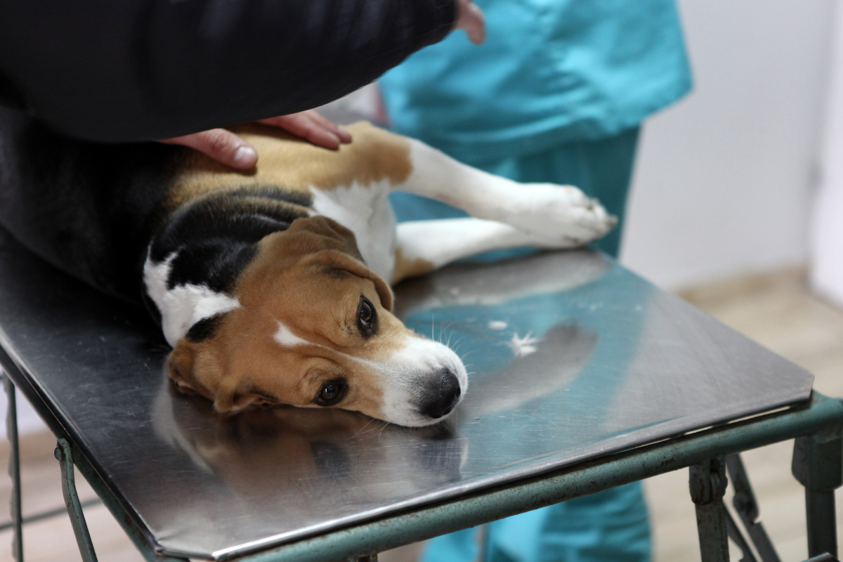 How to Do CPR on Your Dog – Joyride Harness