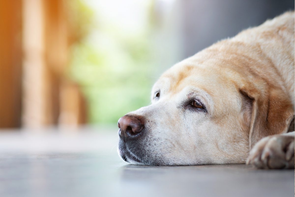 Do Dogs Grieve? – Joyride Harness