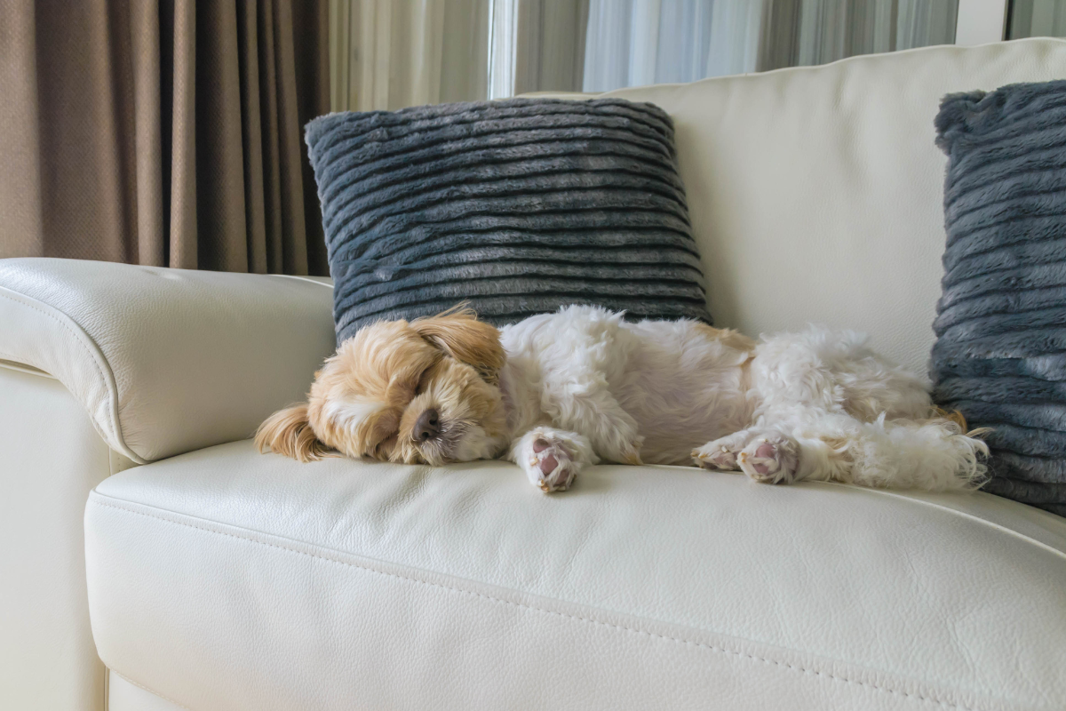6 Dog Sleeping Positions and What They Mean – Joyride Harness