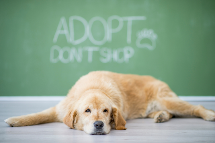 5 Questions to Help You Find the Right Dog – Joyride Harness