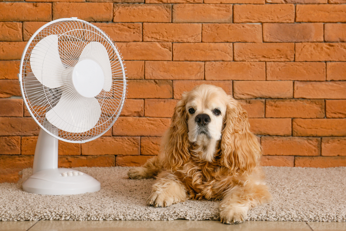 Keep Your Dog Cool and Safe in Extreme Heat Without Using AC – Joyride ...