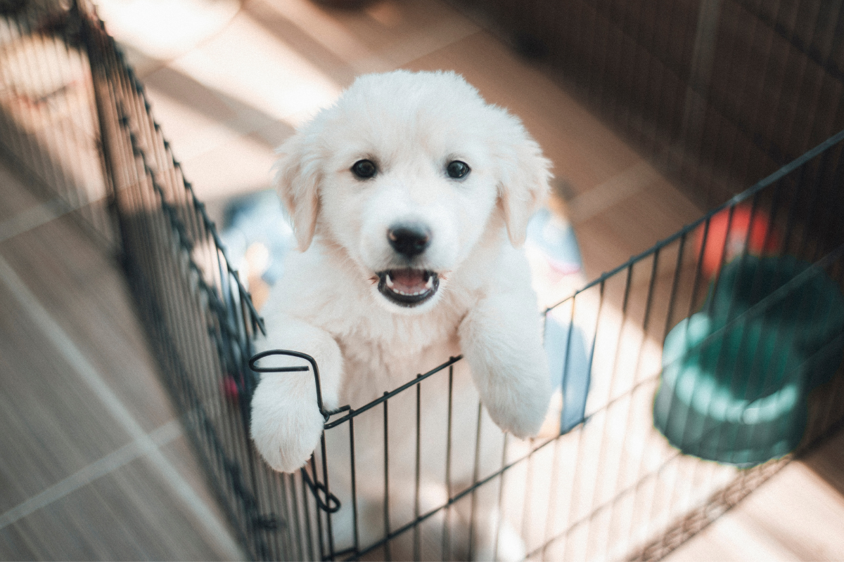 Simple Guide to Puppy Exercise! Both Physical and Mental – Joyride Harness