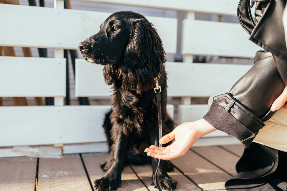Why Does My Dog Ignore Me? – Joyride Harness