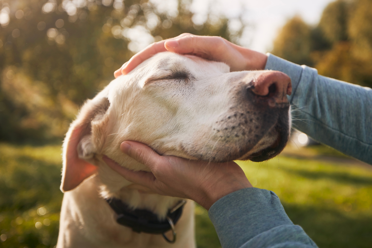 7 Subtle Signs Your Dog Trusts You – Joyride Harness