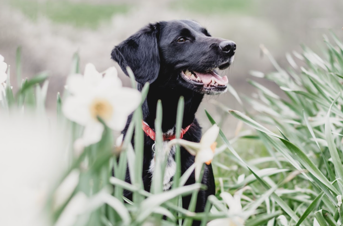 Spring Dangers For Dogs: What You Should Know About Seasonal Hazards ...