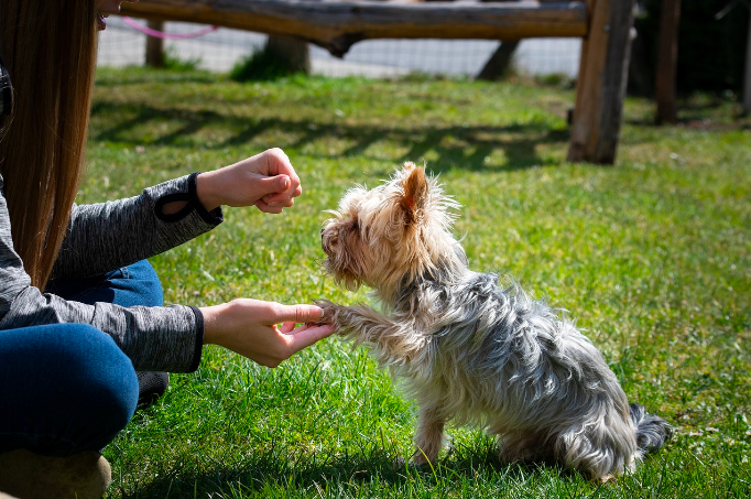 Strengthening the Bond: Effective Communication with Your Dog – Joyride ...