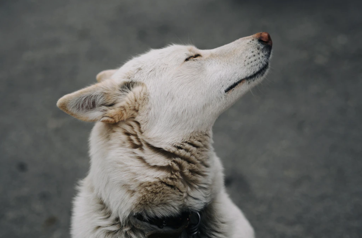 Why Do Dogs Howl? – Joyride Harness