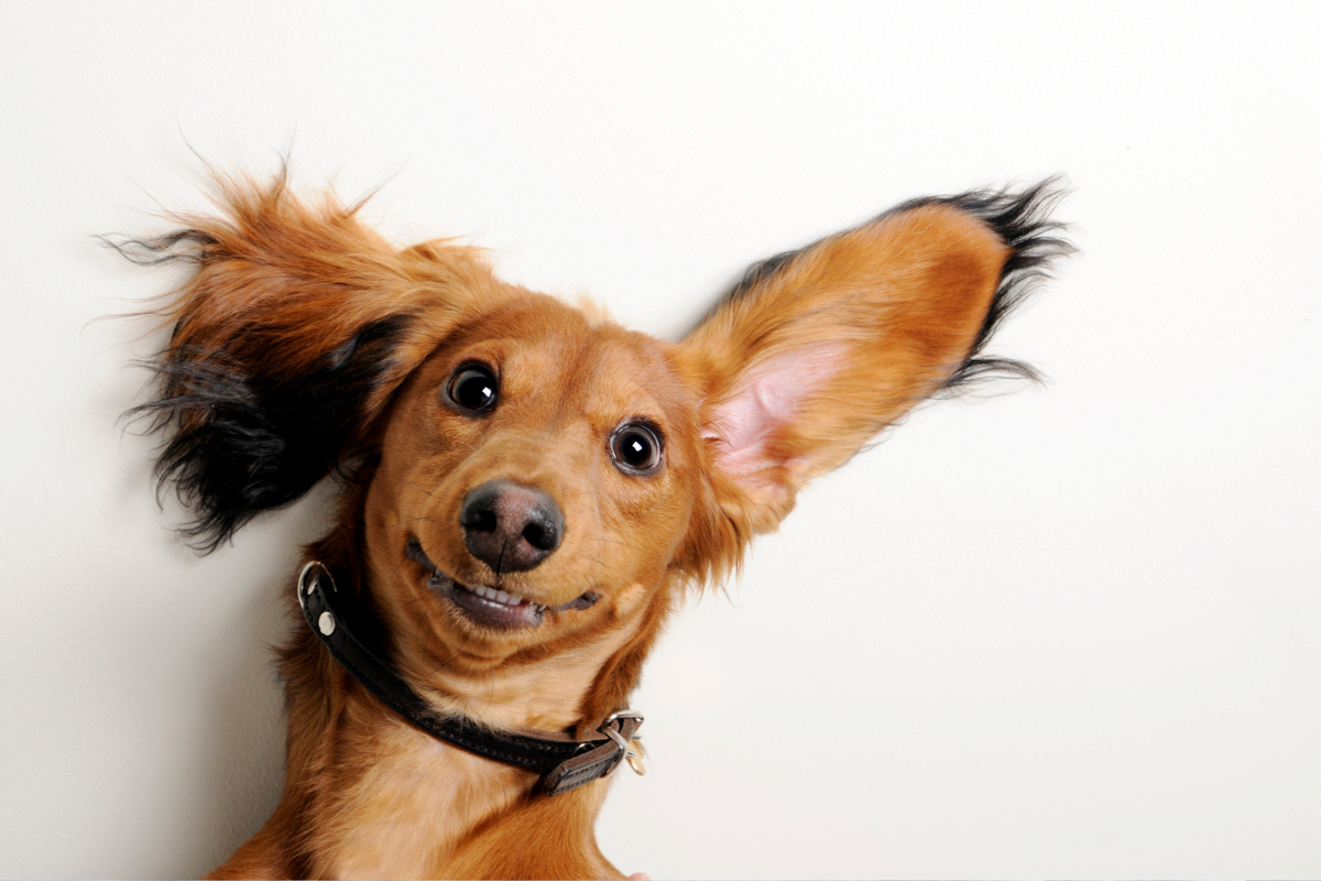 Why Your Dog’s Ears Stink and What To Do – Joyride Harness