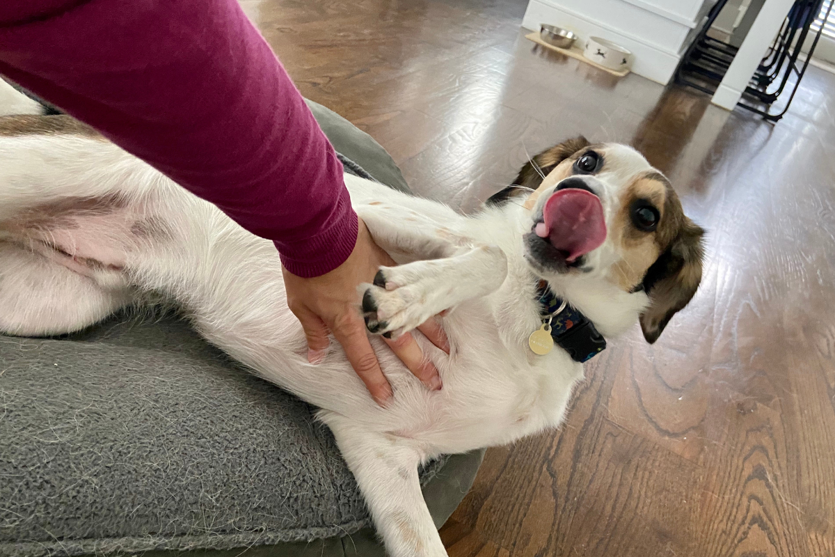 Why Is Your Dog’s Stomach Rumbling? – Joyride Harness