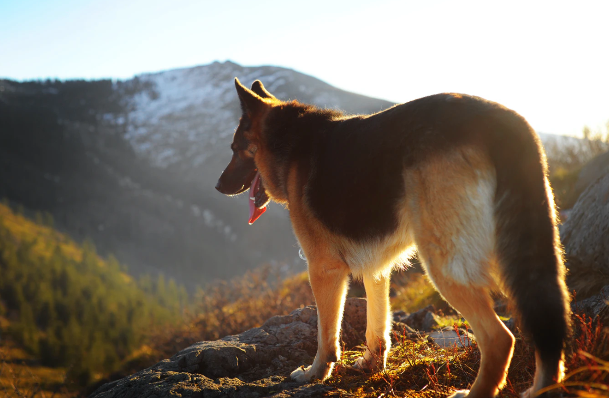 Health Matters: Signs Your Dog Is Healthy & Happy – Joyride Harness