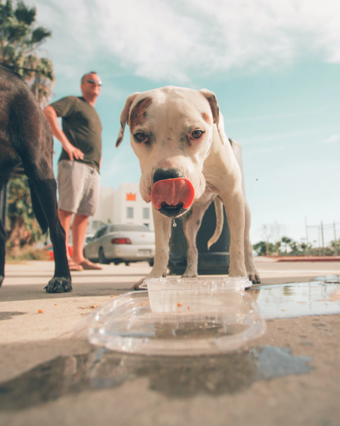 7 Common Summertime Dangers For Dogs – Joyride Harness