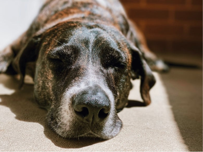 How to Tell Your Dog's Aging: Signs and Care Tips – Joyride Harness